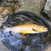 Farmington River Overview: Best Flies, Where to Eat and Stay, How to ...