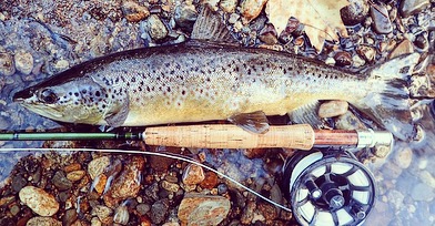 Post-Spawn Landlocked Salmon – BlogFlyFish.com