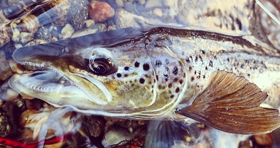 Post-Spawn Landlocked Salmon – BlogFlyFish.com