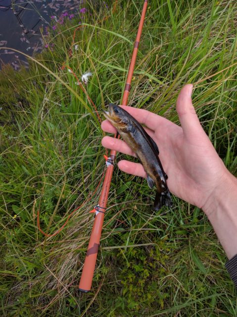 The Pin Fry Fly: A Study in Biots – BlogFlyFish.com