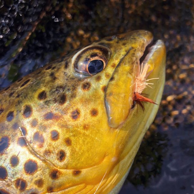 The Euro Dry-Dropper – BlogFlyFish.com
