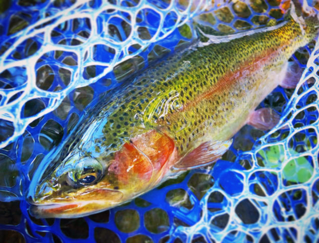 Frabill Net With Custom Grip – BlogFlyFish.com