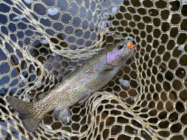 That’s All I Needed – BlogFlyFish.com