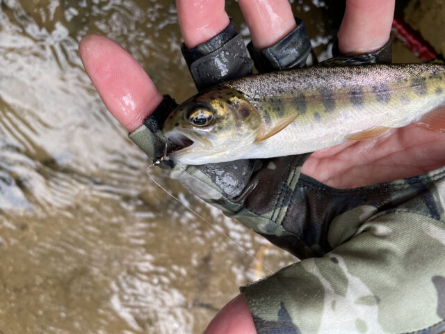 Homecoming on the Soque River – BlogFlyFish.com