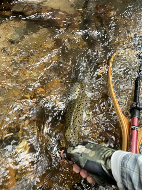 Homecoming on the Soque River – BlogFlyFish.com